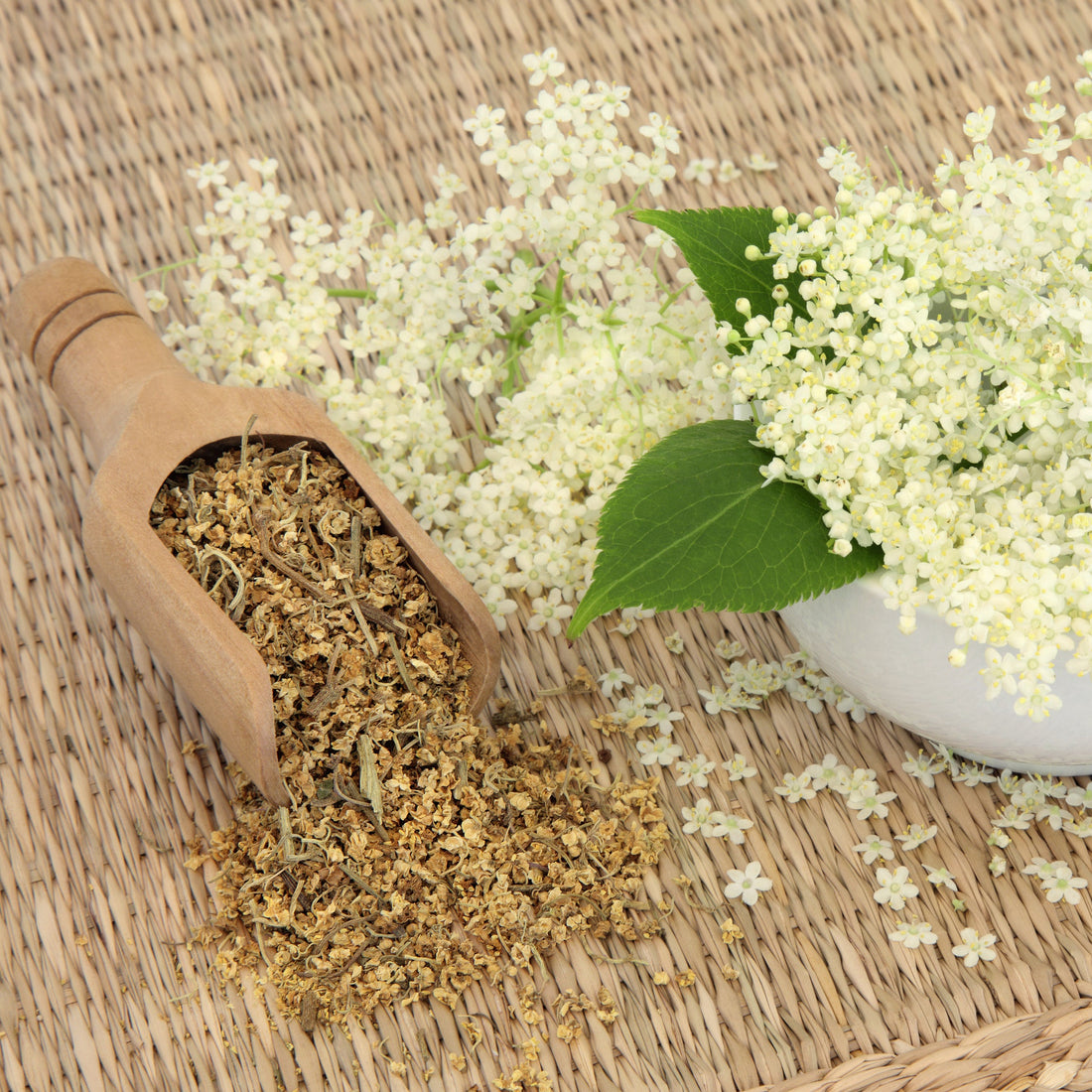 Meadowsweet Herb Cut | Organic | The Herb Shed Wollongong